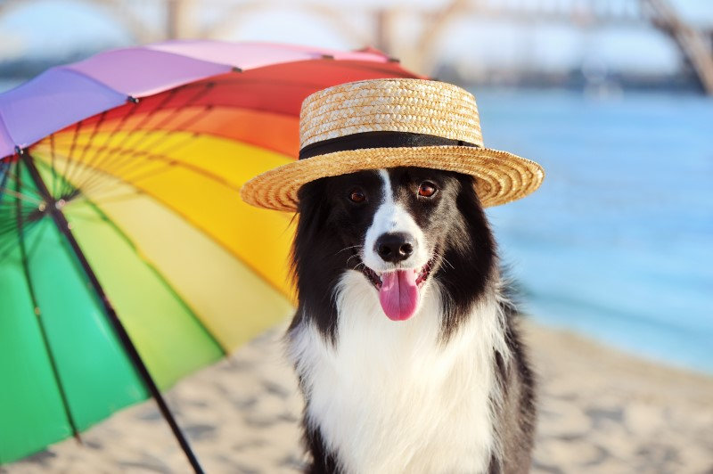 10 Summer Dog Walking Tips