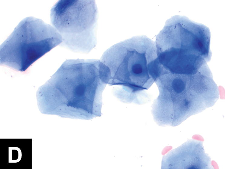 Understanding Canine Cytology: A Guide to Breeding Success