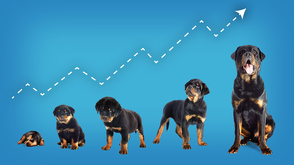 Understanding Puppy Development Stages: A Guide for New Owners