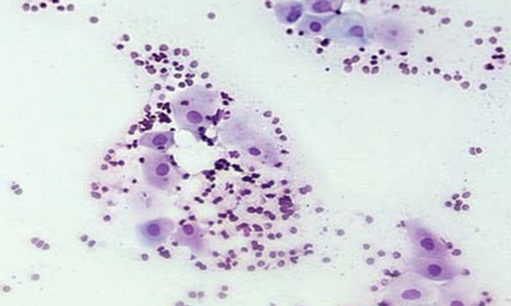 Understanding Anestrus Cytology Signs: A Crucial Phase in Canine ...