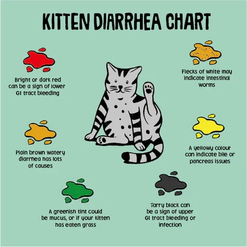 Understanding and Managing Kitten Diarrhea
