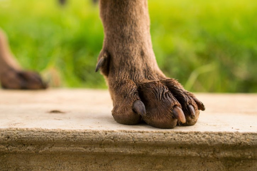 Everything You Need to Know About Dog Dewclaws