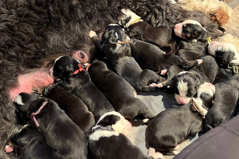 Managing Large Litters: A Comprehensive Guide for Veterinary Professionals