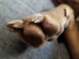 Understanding Lupoid Onychodystrophy in Dogs: A Veterinary Perspective