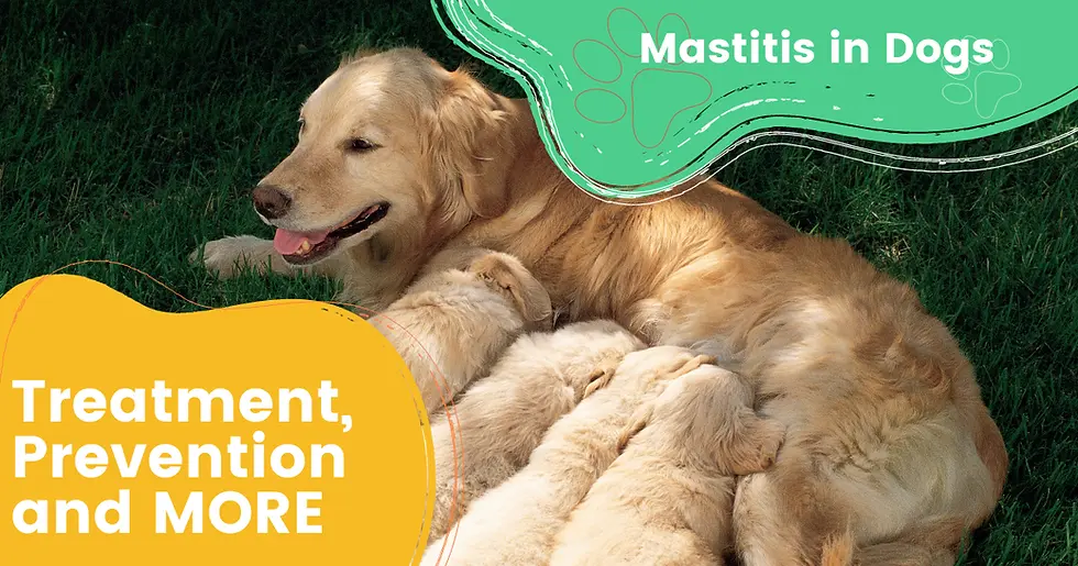 What is Mastitis? How to treat, spot and plan.