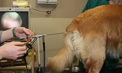 Revolutionizing Canine Reproduction: The Rise of Transcervical ...