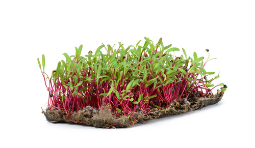 Beetroot(Beta Vulgaris) microgreens seed | Easy Micro Greens