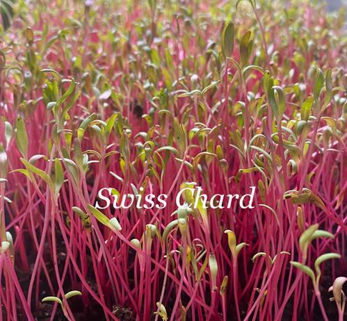 Swiss Chard microgreens | Easy Micro Greens