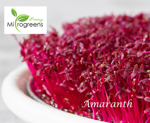 Amaranth microgreen seeds | Easy Micro Greens