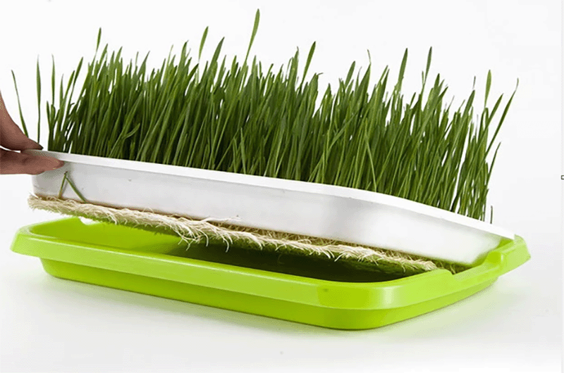1 set of microgreen growing trays | Easy Micro Greens