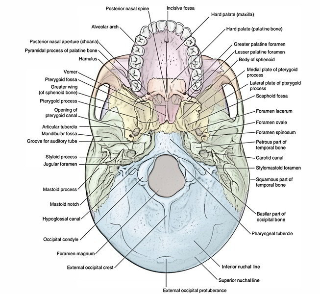 MIDDLE PART OF NORMA BASALIS