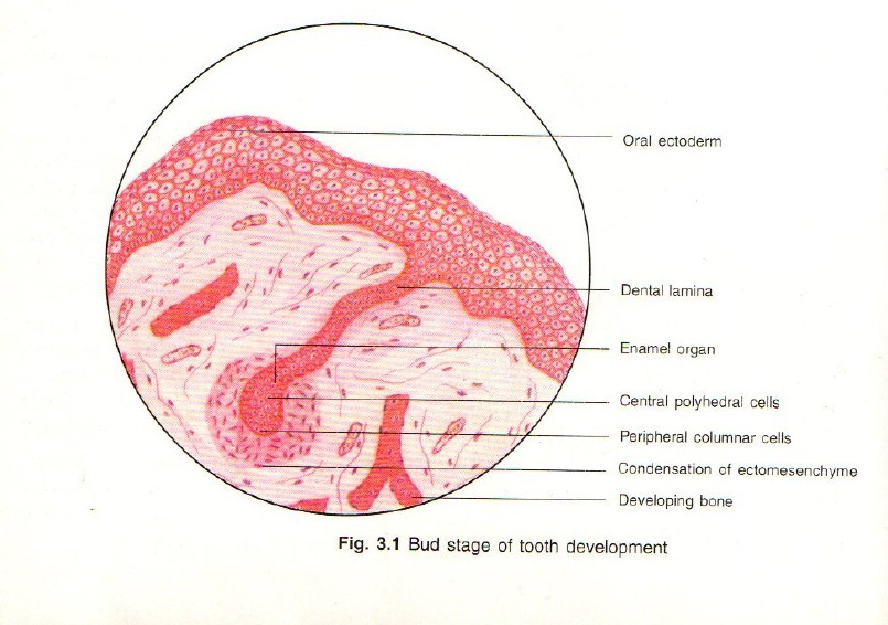 Developmental stages of tooth