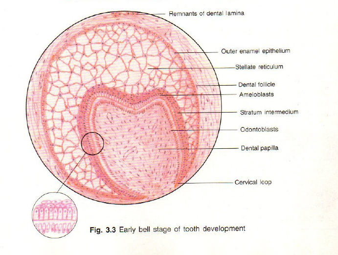 Developmental stages of tooth