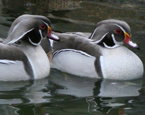 Silver Wood Duck | karlducks