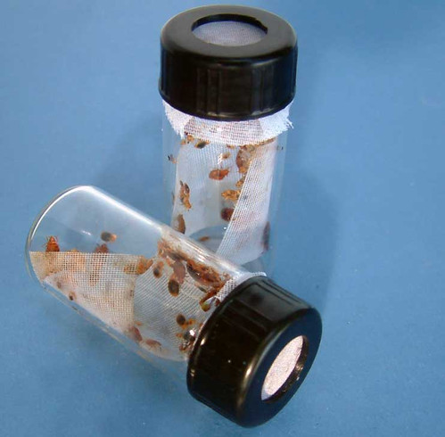 6 Month Subscription 2 Vials of 25 Bed Bugs | Cheapbedbugs