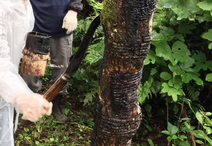 URUSHI - the blessing from nature