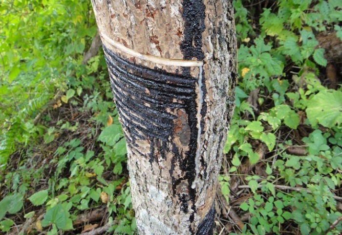 URUSHI - the blessing from nature