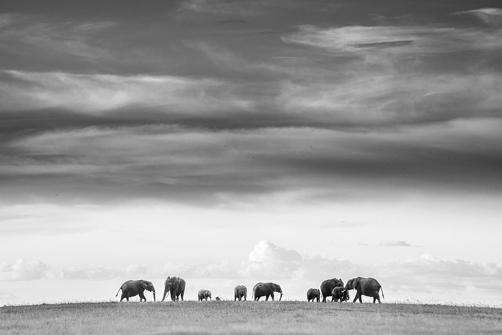 What Is a Group of Elephants Called?