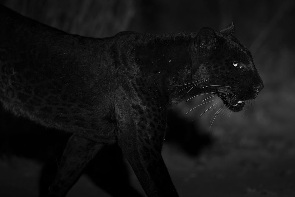 melanistic leopard