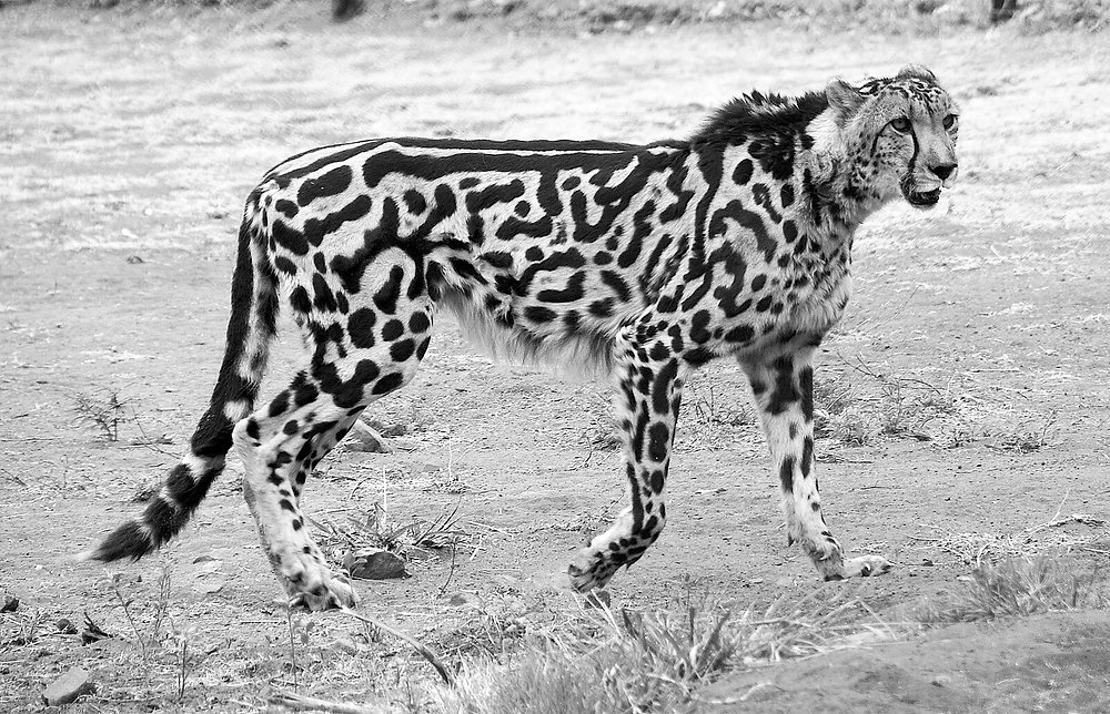 king e cheetah