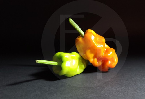 Dragon's Toe | Rolling Hills Exotic Peppers