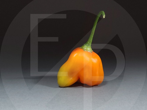 Mad Hatter Pepper | Rolling Hills Exotic Peppers