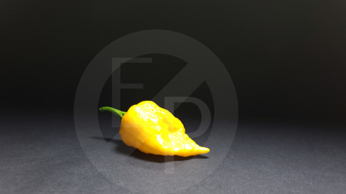 Yellow Ghost Pepper | Rolling Hills Exotic Peppers