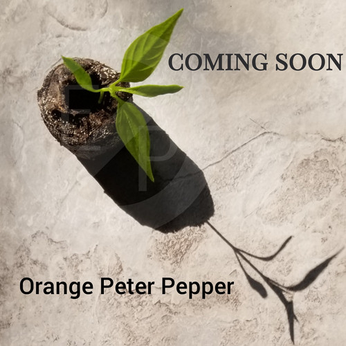 Peter Pepper Plants | Rolling Hills Exotic Peppers