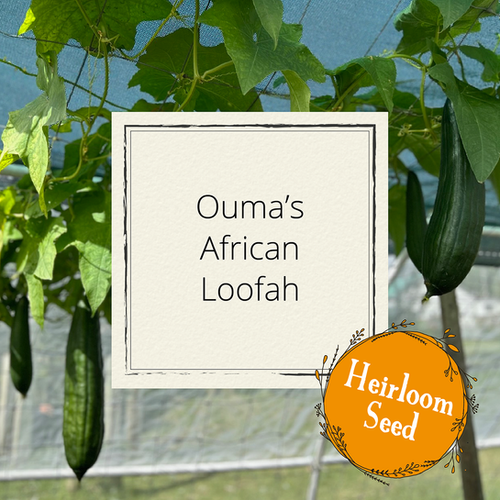 Ouma's African loofah | Honeymoon Farm