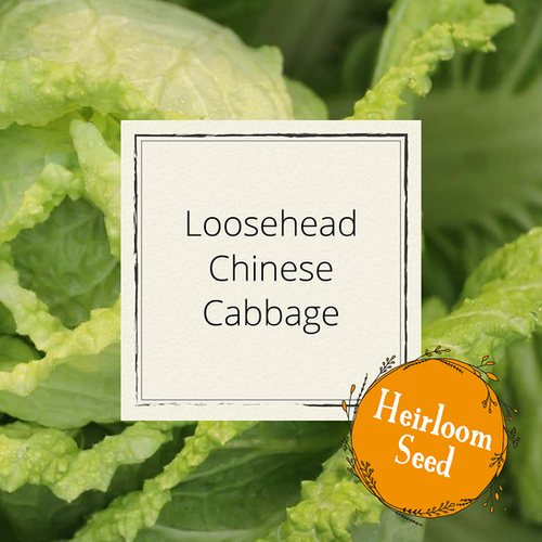 Loose-leaf Chinese Cabbage | Honeymoon Farm