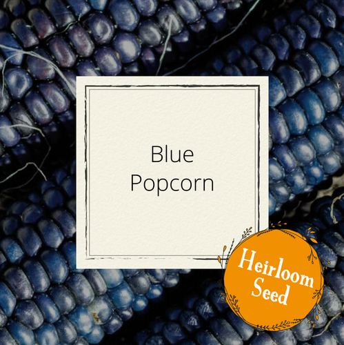 Blue Popcorn | Honeymoon Farm