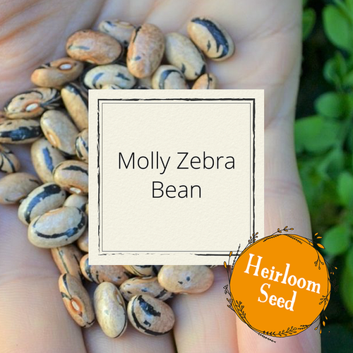 Molly Zebra Bean | Honeymoon Farm