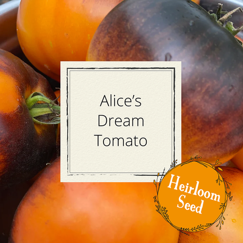 Alice's Dream Tomato | Honeymoon Farm