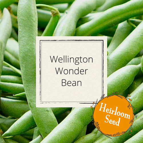 Wellington Wonder Bean | Honeymoon Farm