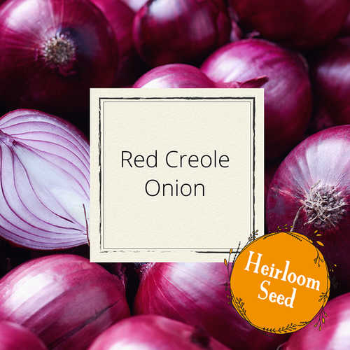 Red Creole Onion | Honeymoon Farm