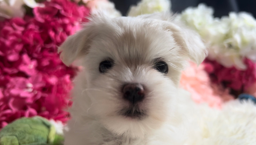 Maltese puppies for sale | Maltese puppies in Virginia www ...