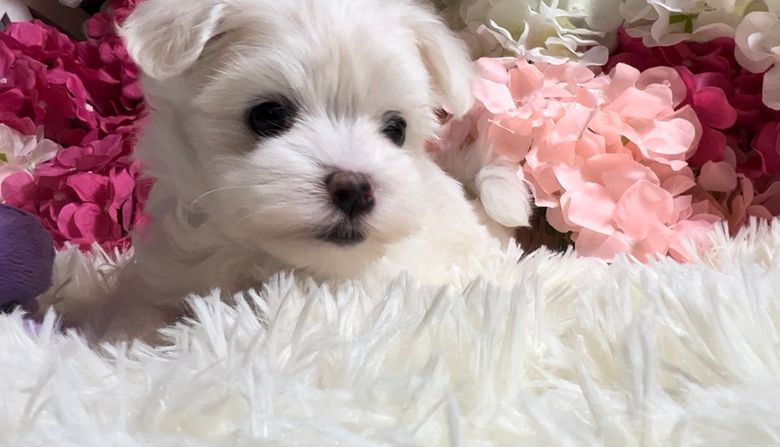 Maltese puppies for sale | Maltese puppies in Virginia www ...
