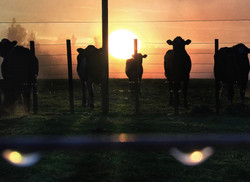 HOME | Te Ranga School