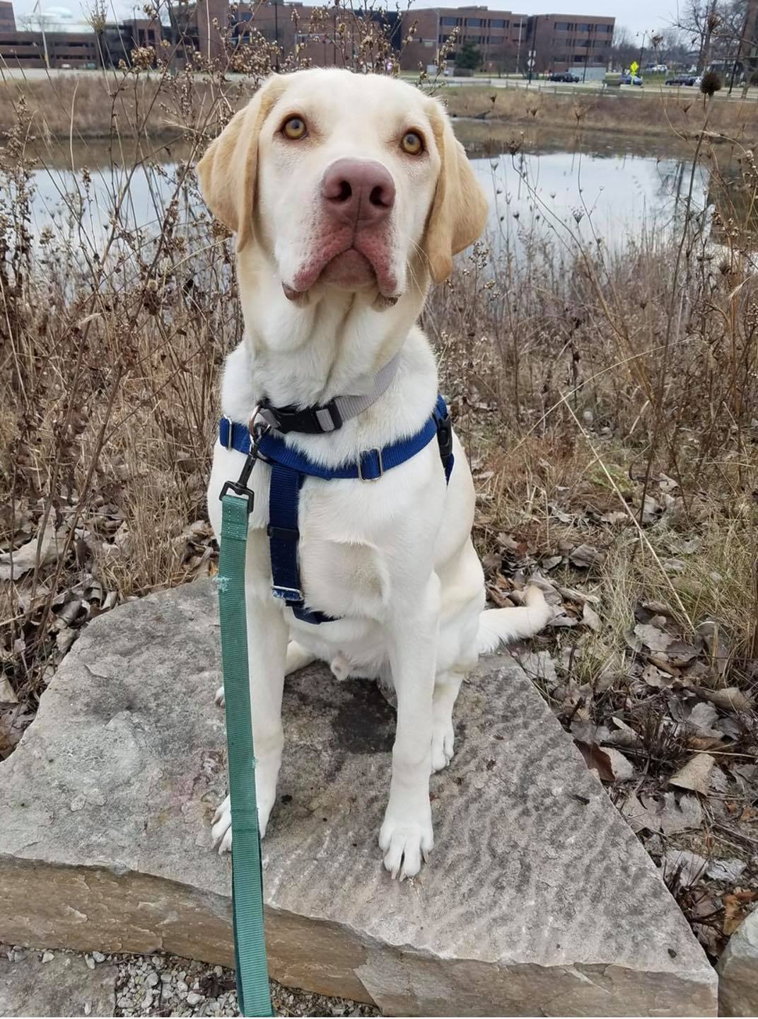 Available Dogs | wesavelabs