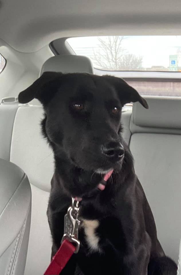 Available Dogs | wesavelabs