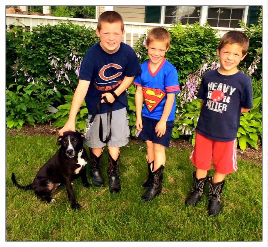 Available Dogs | wesavelabs