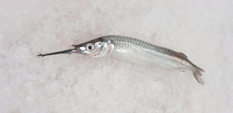 Friends Food Export Co. | Frozen Fishes | Karachi Pakistan