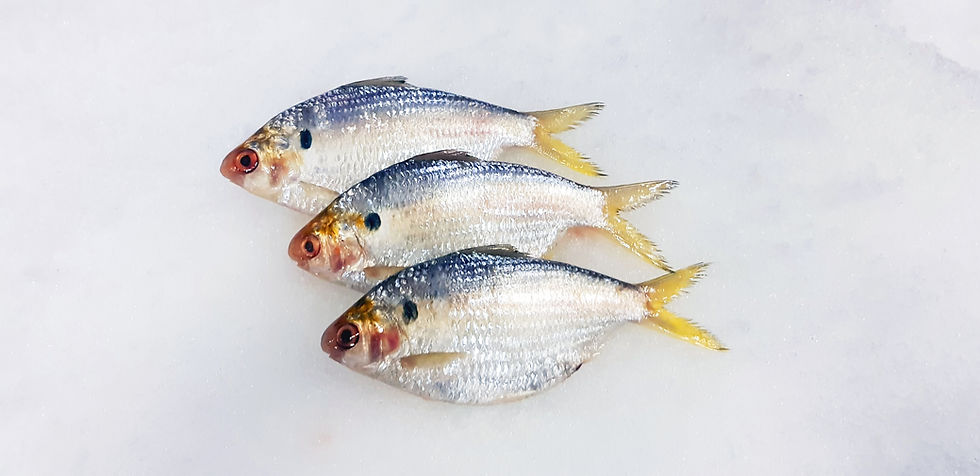 Friends Food Export Co. | Frozen Fishes | Karachi Pakistan