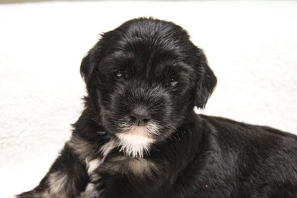 Puppies for Sale | Hashki Havanese
