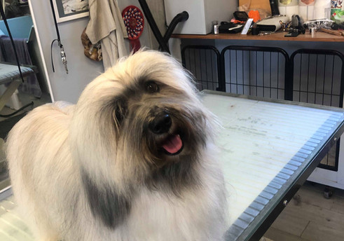 About | Hashki Havanese