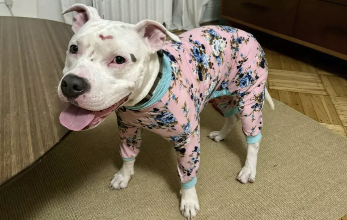 Winsted woman charged with animal cruelty fails to appear in court over ...