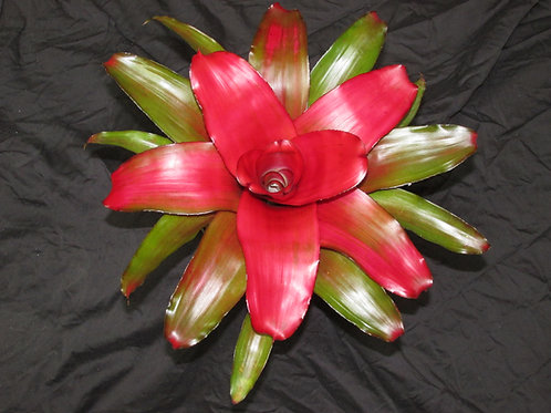 Magali | sunshine-bromeliads