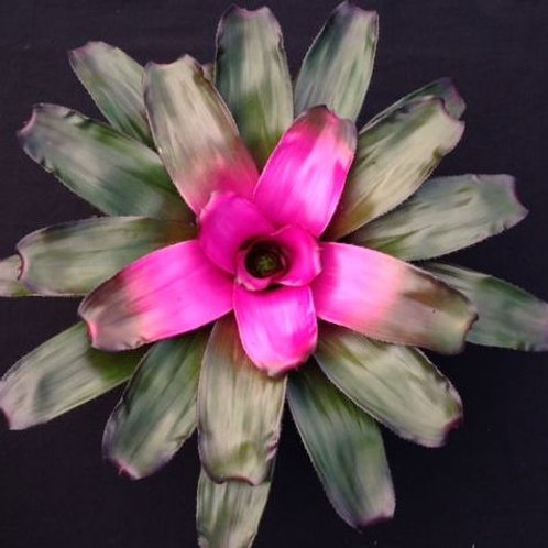 Purple Passion | sunshine-bromeliads