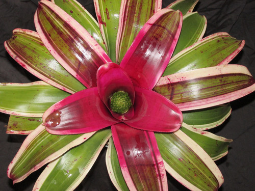 sunshine-bromeliads | PARTIAL SUN BROMELIADS