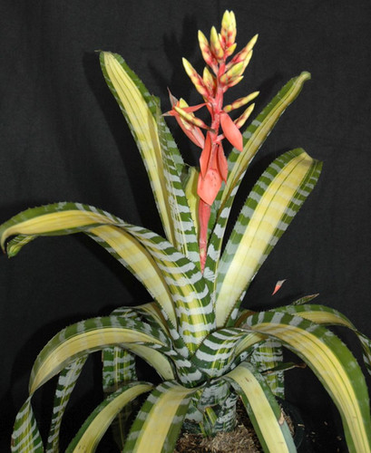 Samuri | sunshine-bromeliads